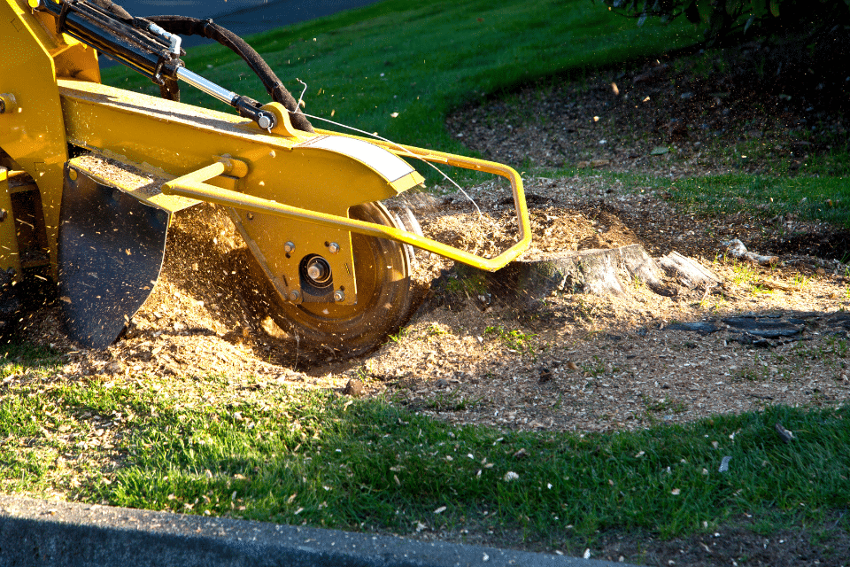 Pasco County Tree Removal Service Call Tree Removal Experts