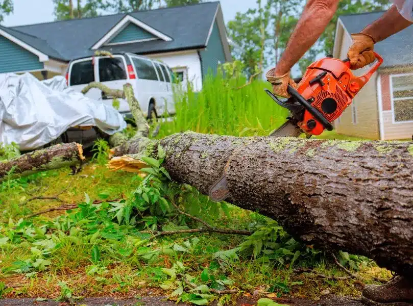Tree Branch Clean Up Tips After Storm Damage